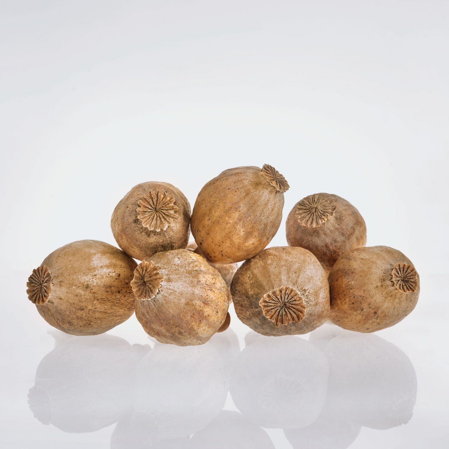 DRIED POPPY PODS FOR SALE - Dried Poppy Pods