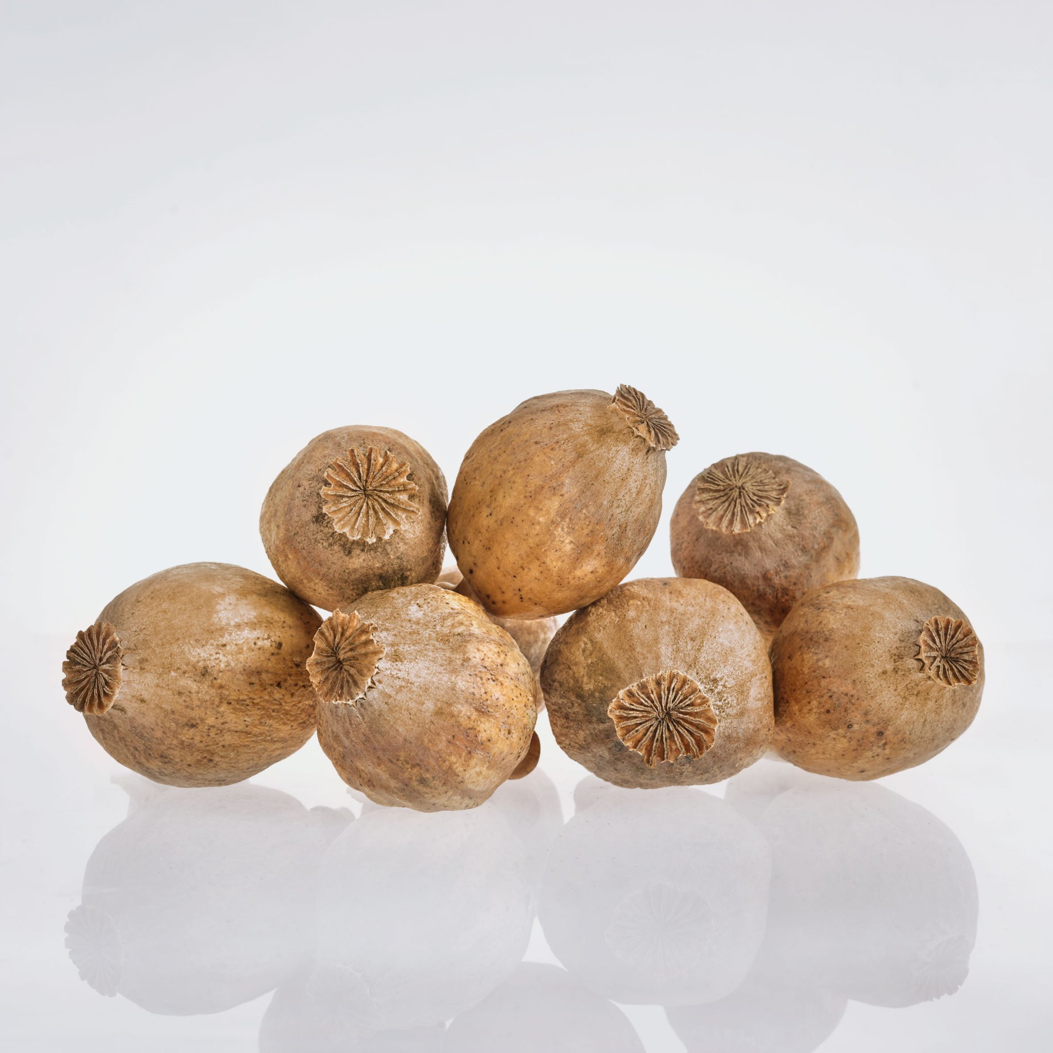 DRIED POPPY PODS FOR SALE - Dried Poppy Pods